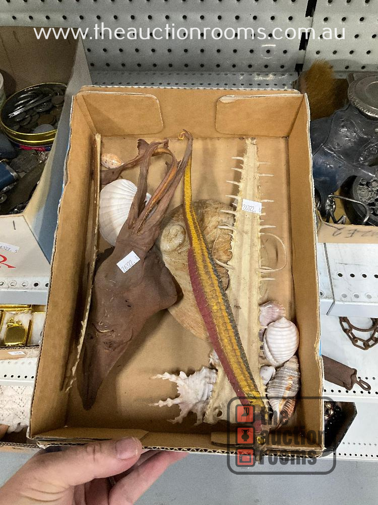 Box of Shells & Sea Creatures